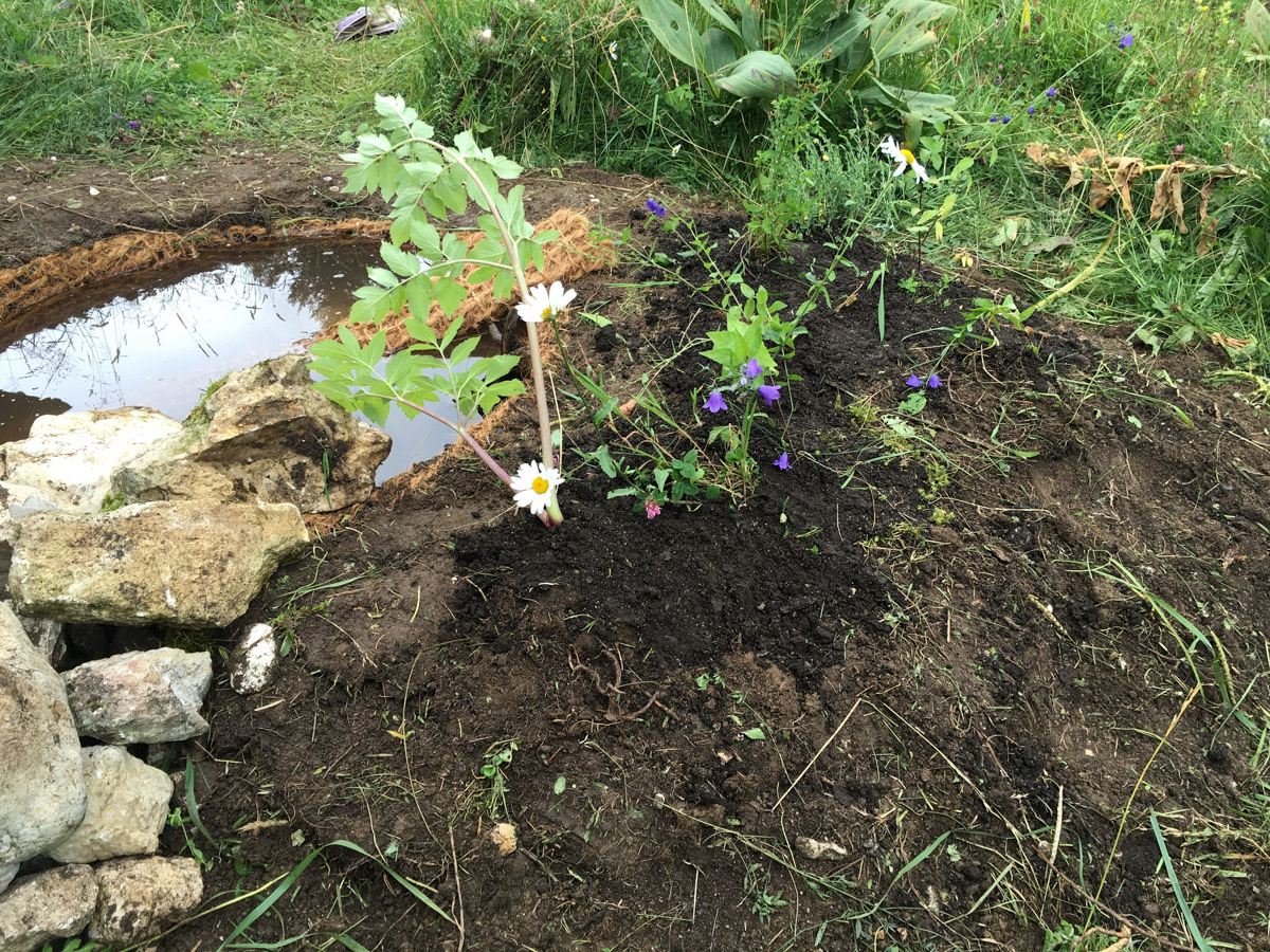 Un tout petit étang dans son jardin ‹ 🐺 kuvalu.com